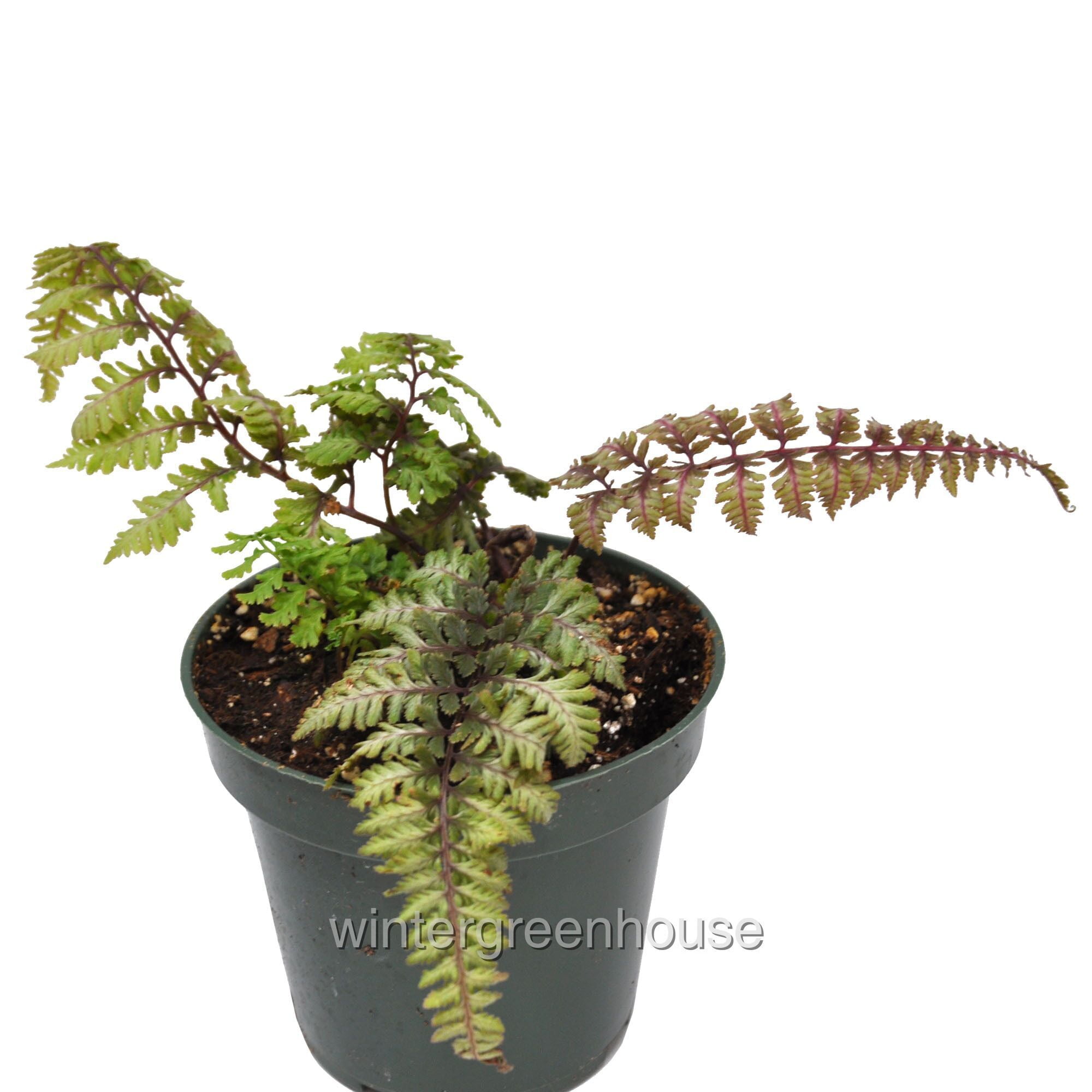 Athyrium Niponicum Var. Pictum, Regal Red, Japanese Painted Fern - Pot ...