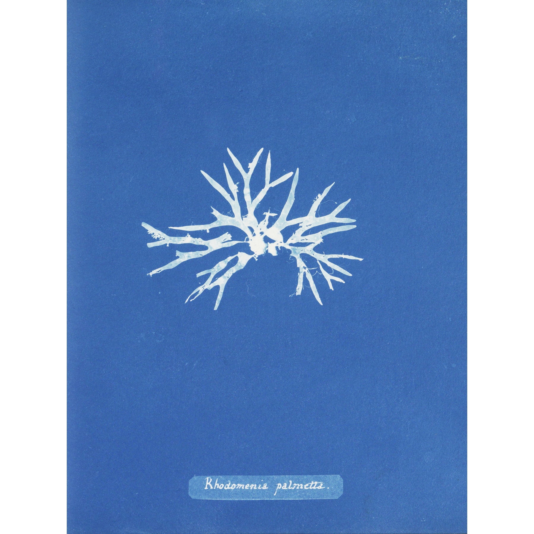 Atkins British Algae Photo Dwarf Rhodymenia Extra Large XL Wall Art ...