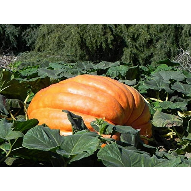 Atlantic Giant Pumpkin Seeds, 15 Heirloom Seeds Per Packet, Non GMO ...