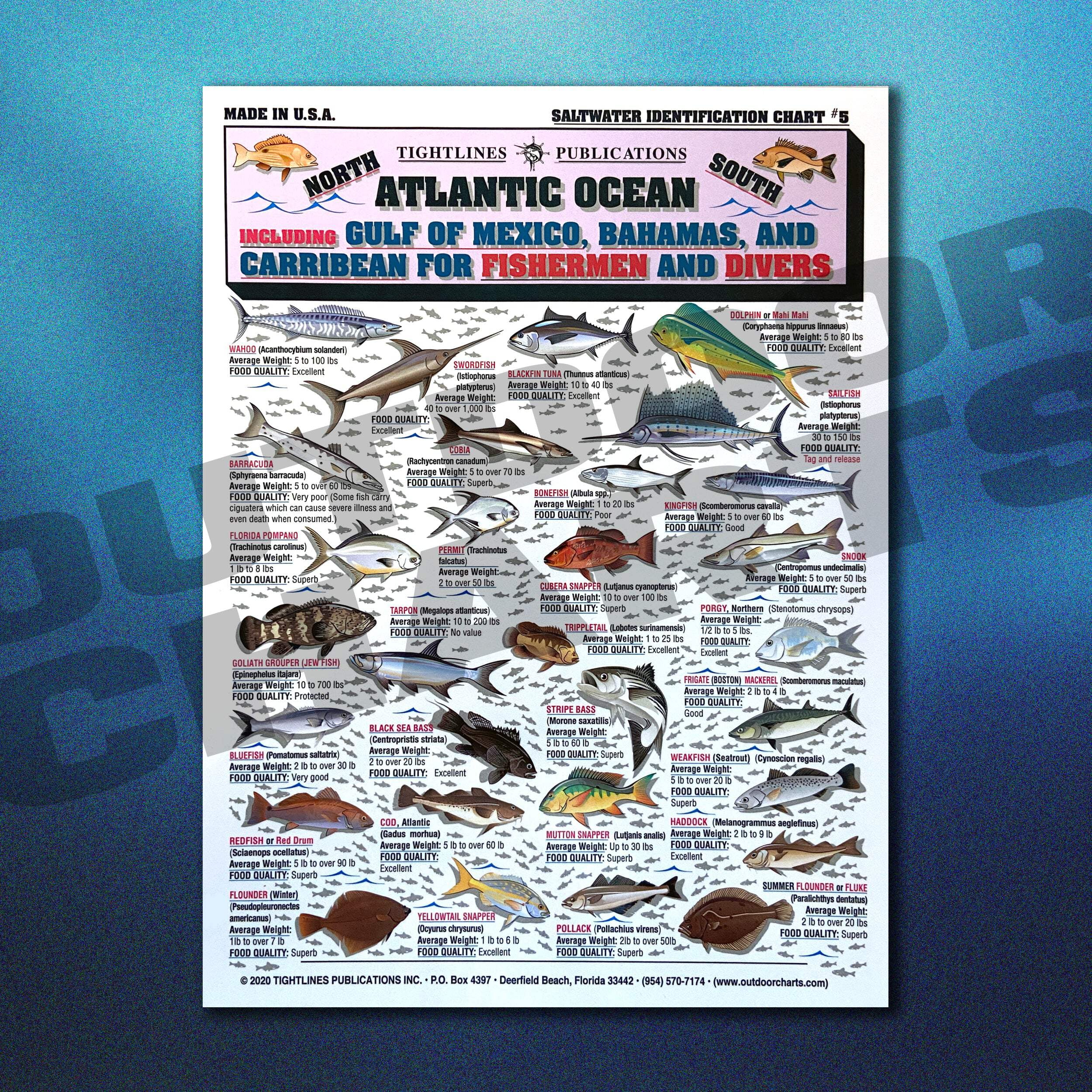 Atlantic Ocean Saltwater Identification Chart #5 (Gulf of Mexico ...