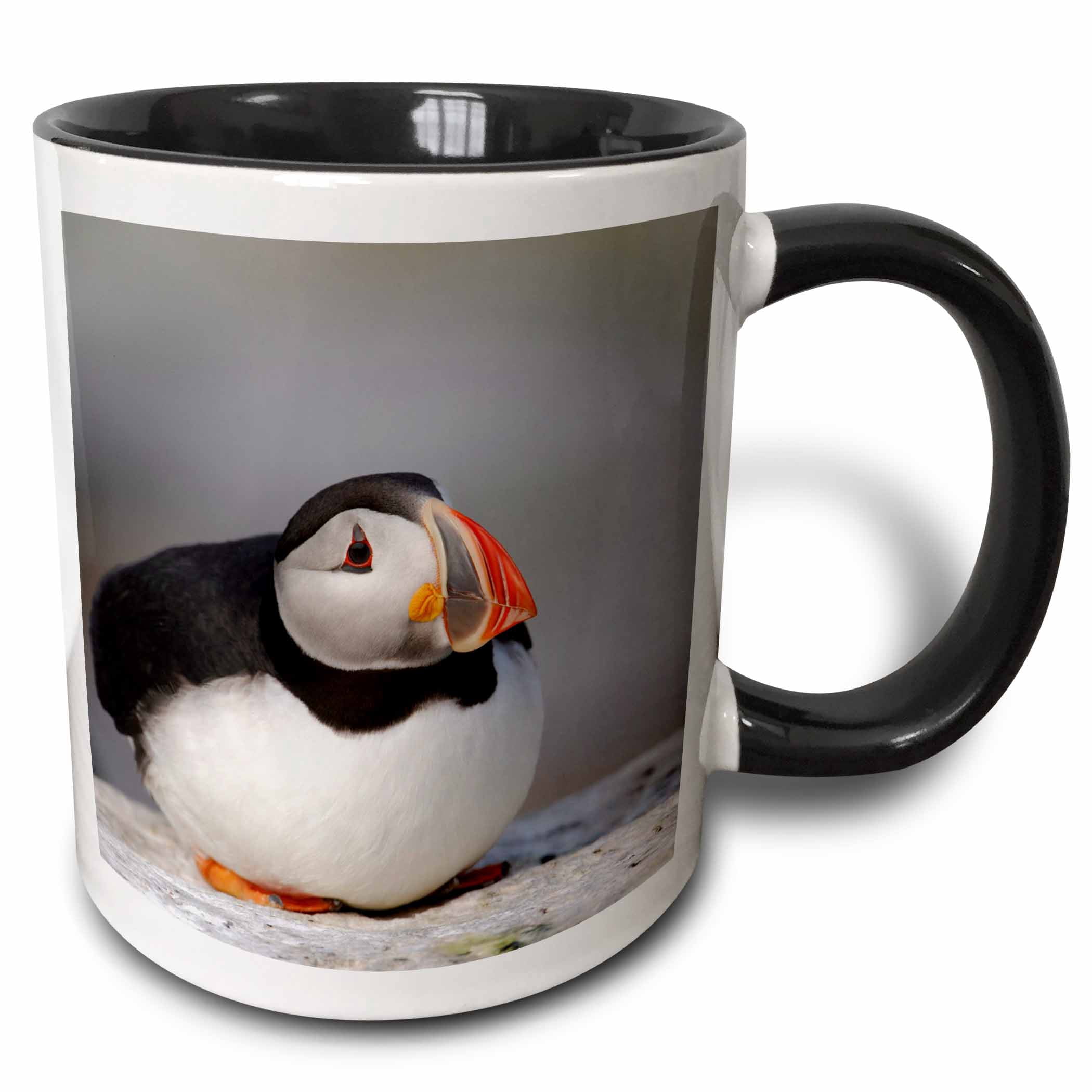 3drose, Atlantic Puffin Birds, Machias Seal Isl, Me - Us20 Krs0024 ...