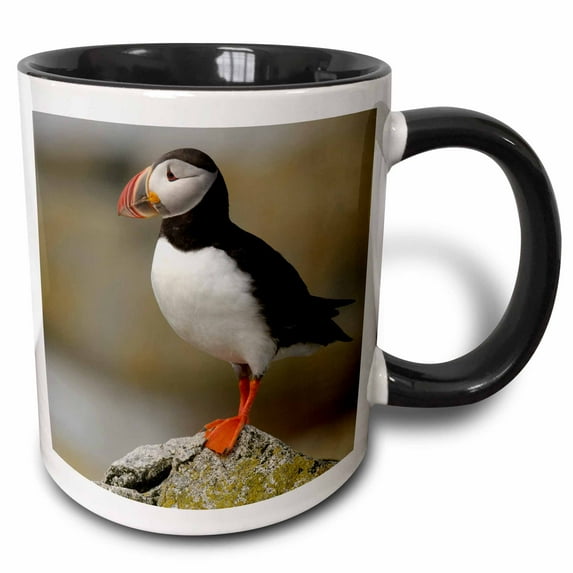 3drose, Atlantic Puffin Birds, Machias Seal Isl, Me - Us20 Krs0031 ...