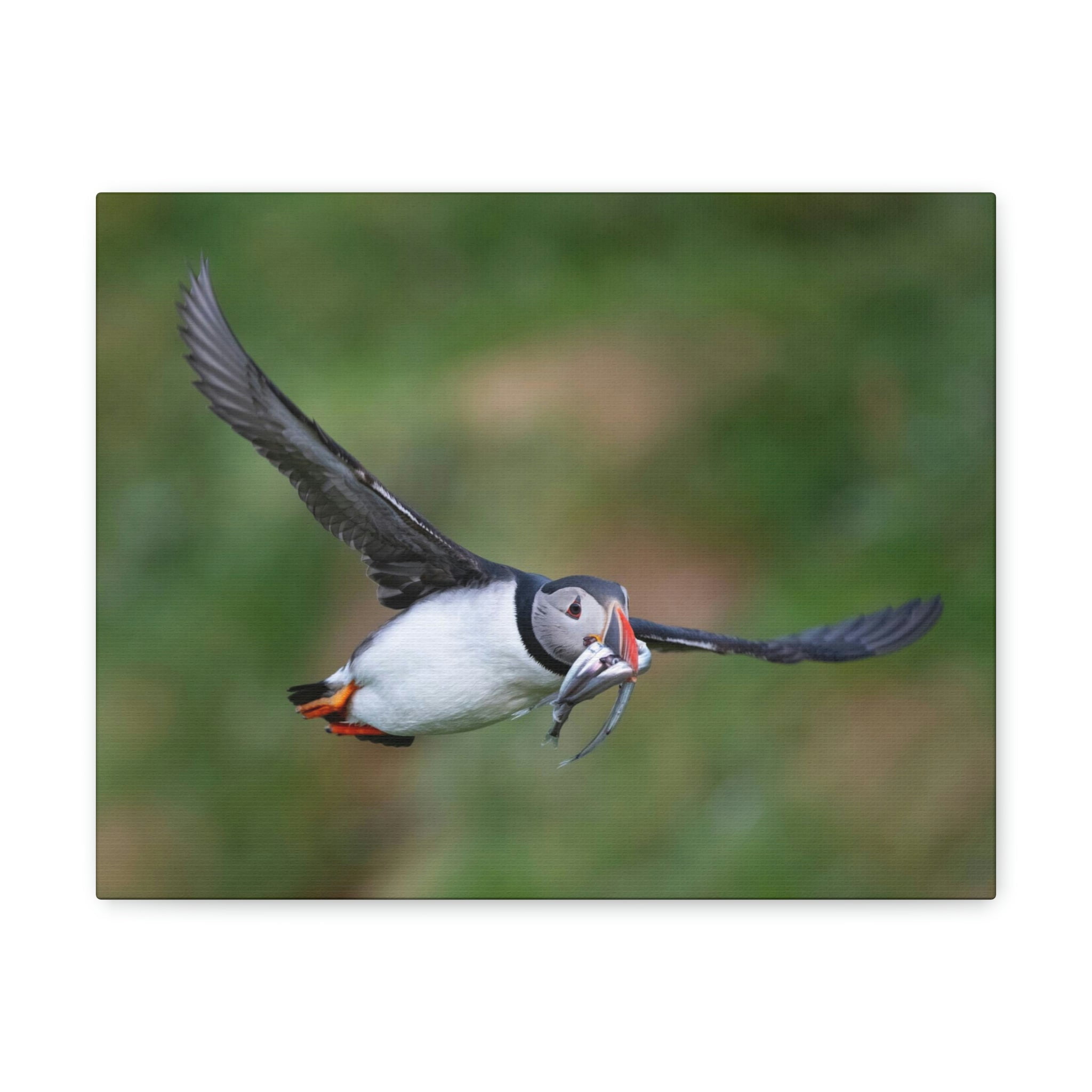 Atlantic Puffin Hunting Atlantic Puffin on Hunt Print Animal Wall Art ...
