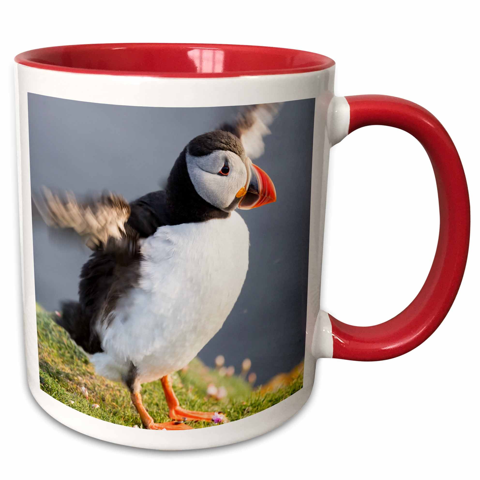 Atlantic Puffin flapping its wings. Scotland, Shetland Islands 11oz Two ...