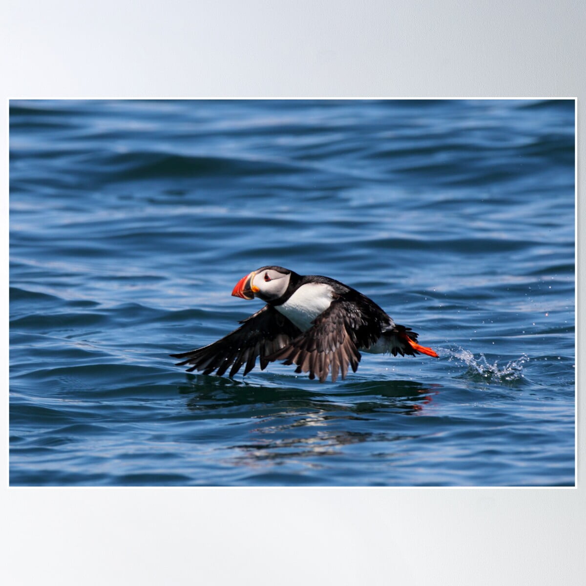 Atlantic Puffing Taking Off Poster Wall Art, Modern Wall Decor For ...