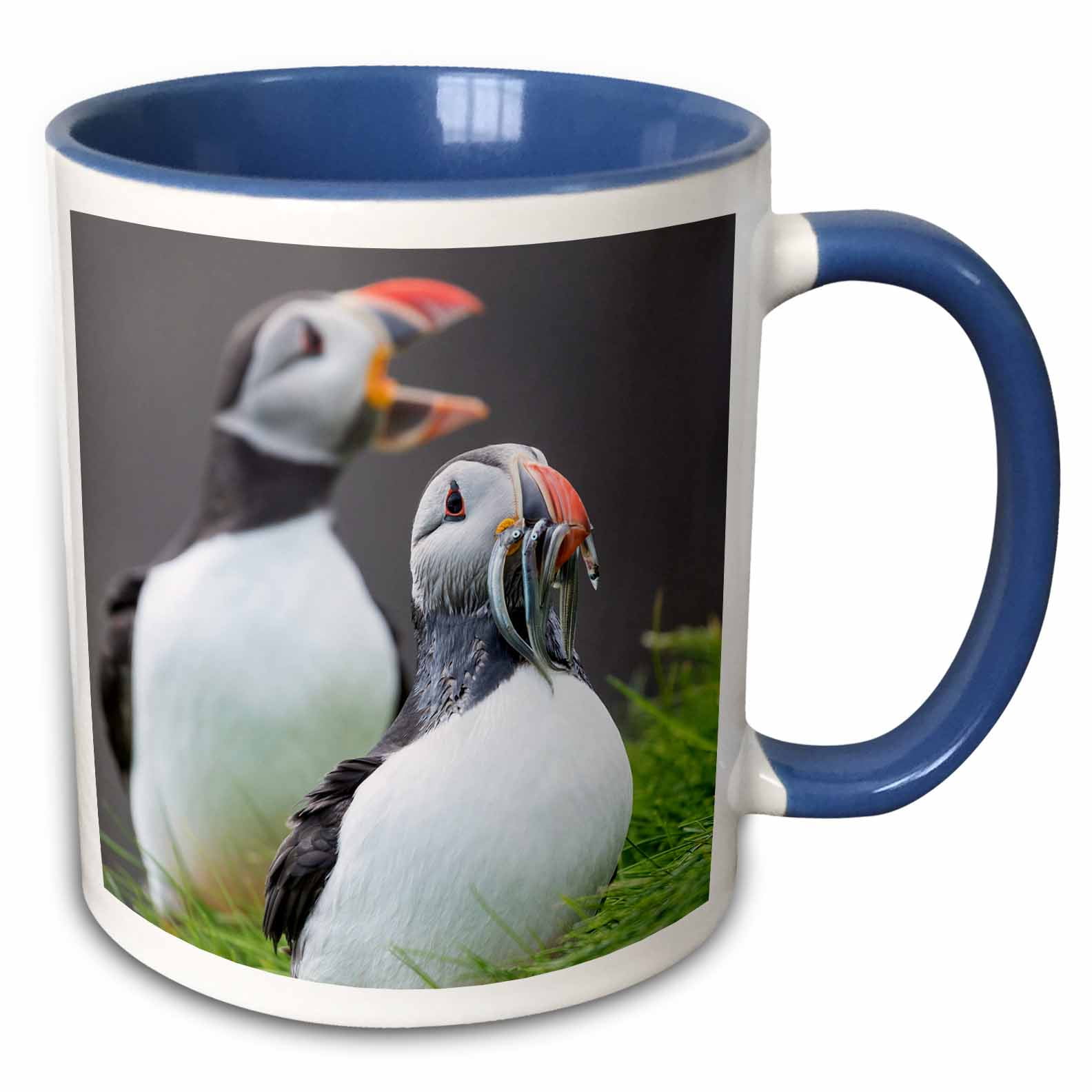 Atlantic Puffins On Mykines, Faroe Islands, Denmark. Fish In Beak. 15oz ...