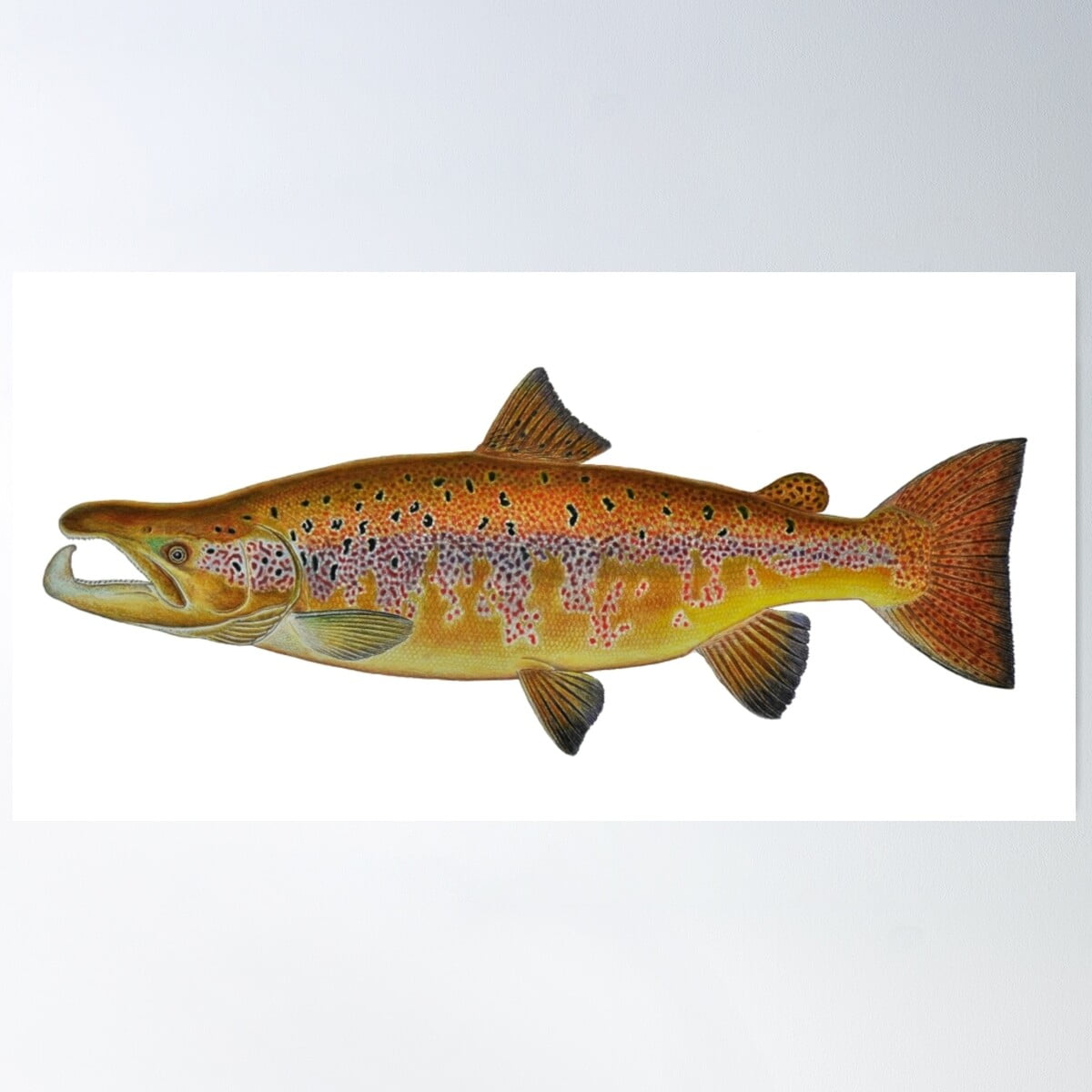 Atlantic Salmon (Salmo Salar) Poster Wall Art, Modern Wall Decor For ...