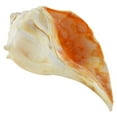 Atlantic Whelk Seashell Decorative Shell 7-8" - Walmart.com