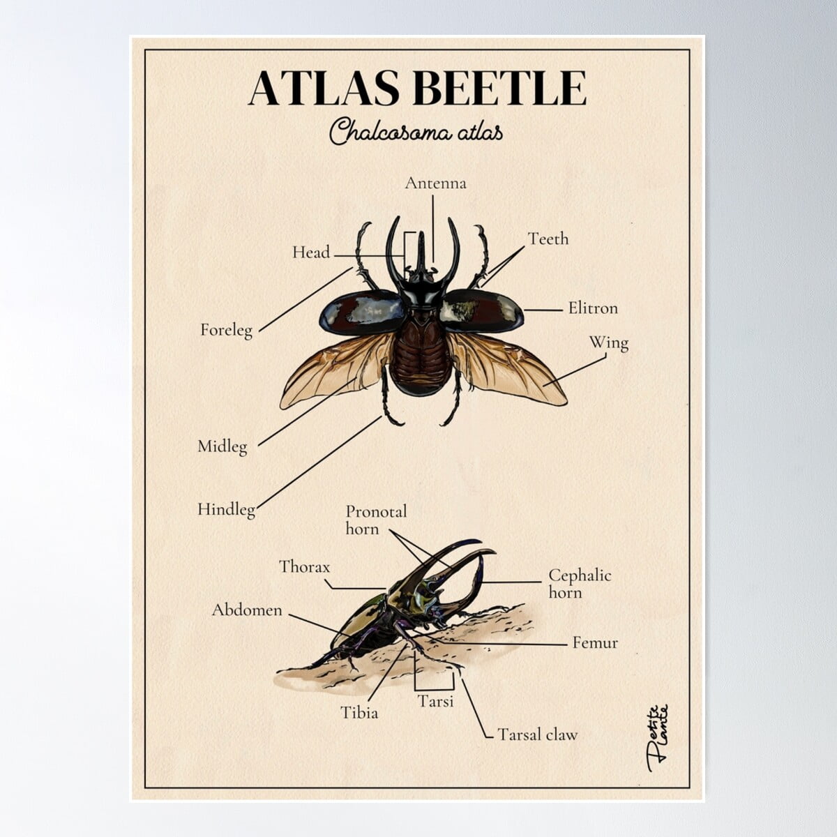 Atlas Beetle Scientific Illustration Poster Wall Art, Modern Wall Decor ...