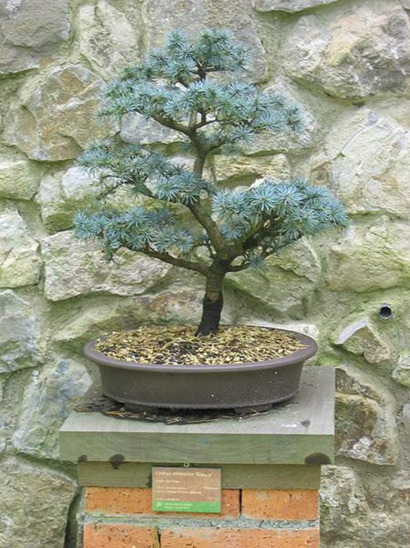 Atlas Cedar Bonsai Tree Seeds - 10 Seeds - Stunning Evergreen Bonsai ...
