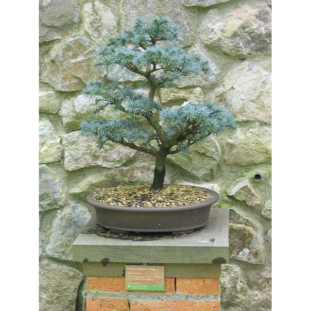 Atlas Cedar Bonsai Tree Seeds - 10 Seeds - Stunning Evergreen Bonsai ...