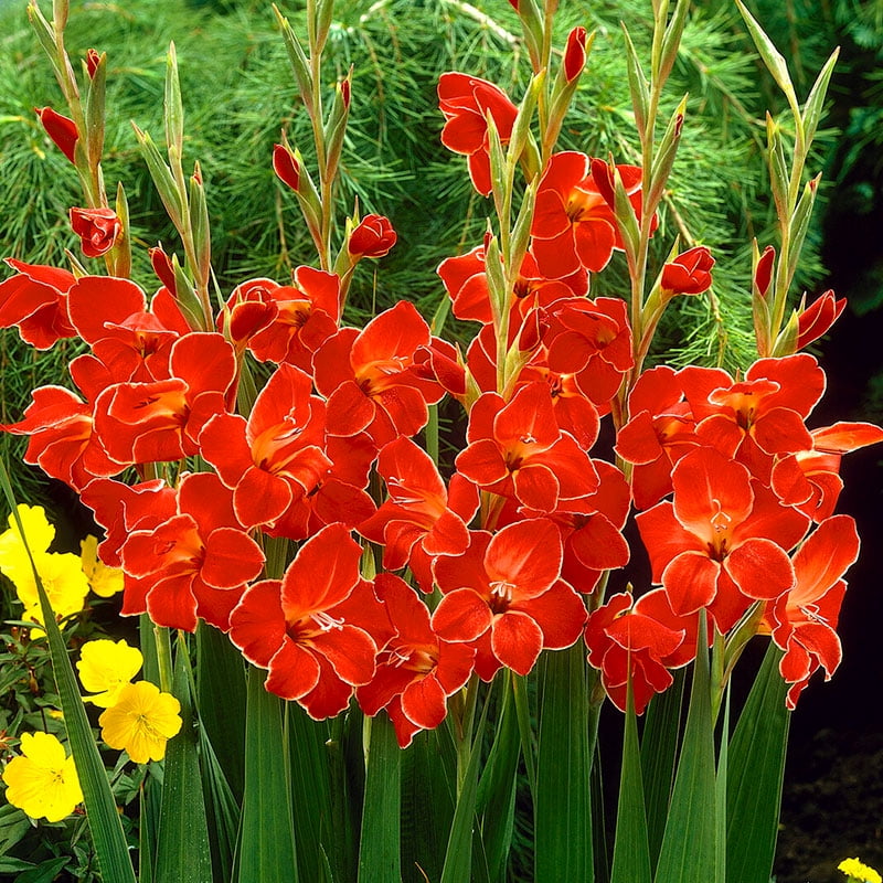 Atom Hardy Gladiolus Flower Bulbs - 10 Gladioli Bulbs per Pack ...