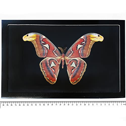 Attacus atlas MALE BLACK BACKGROUND snake mimic saturn moth Indonesia ...