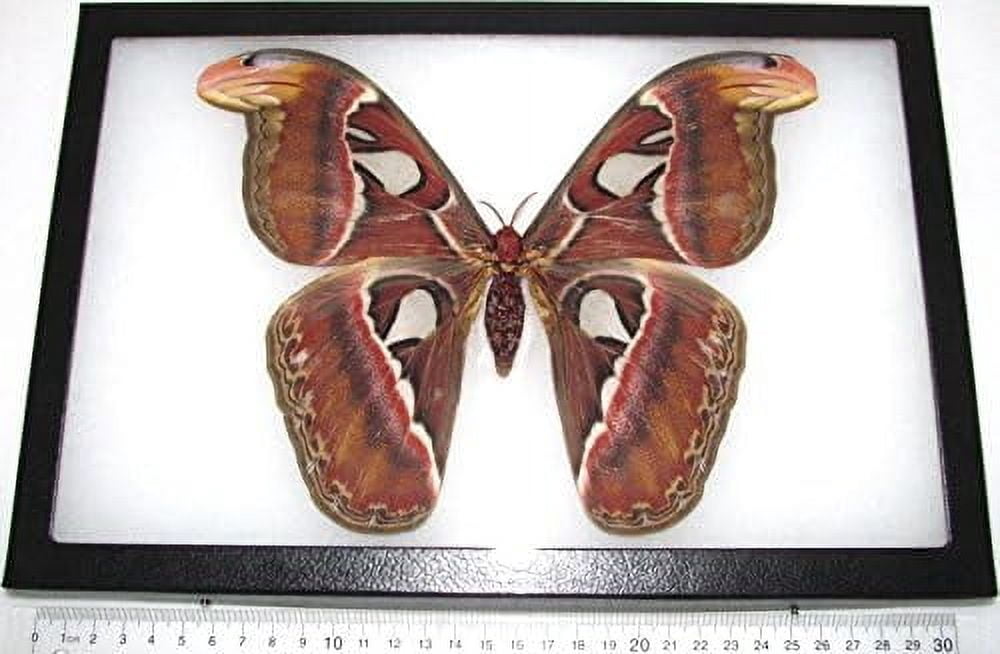 Attacus atlas moth FEMALE snake mimic saturn moth Indonesia FRAMED ...