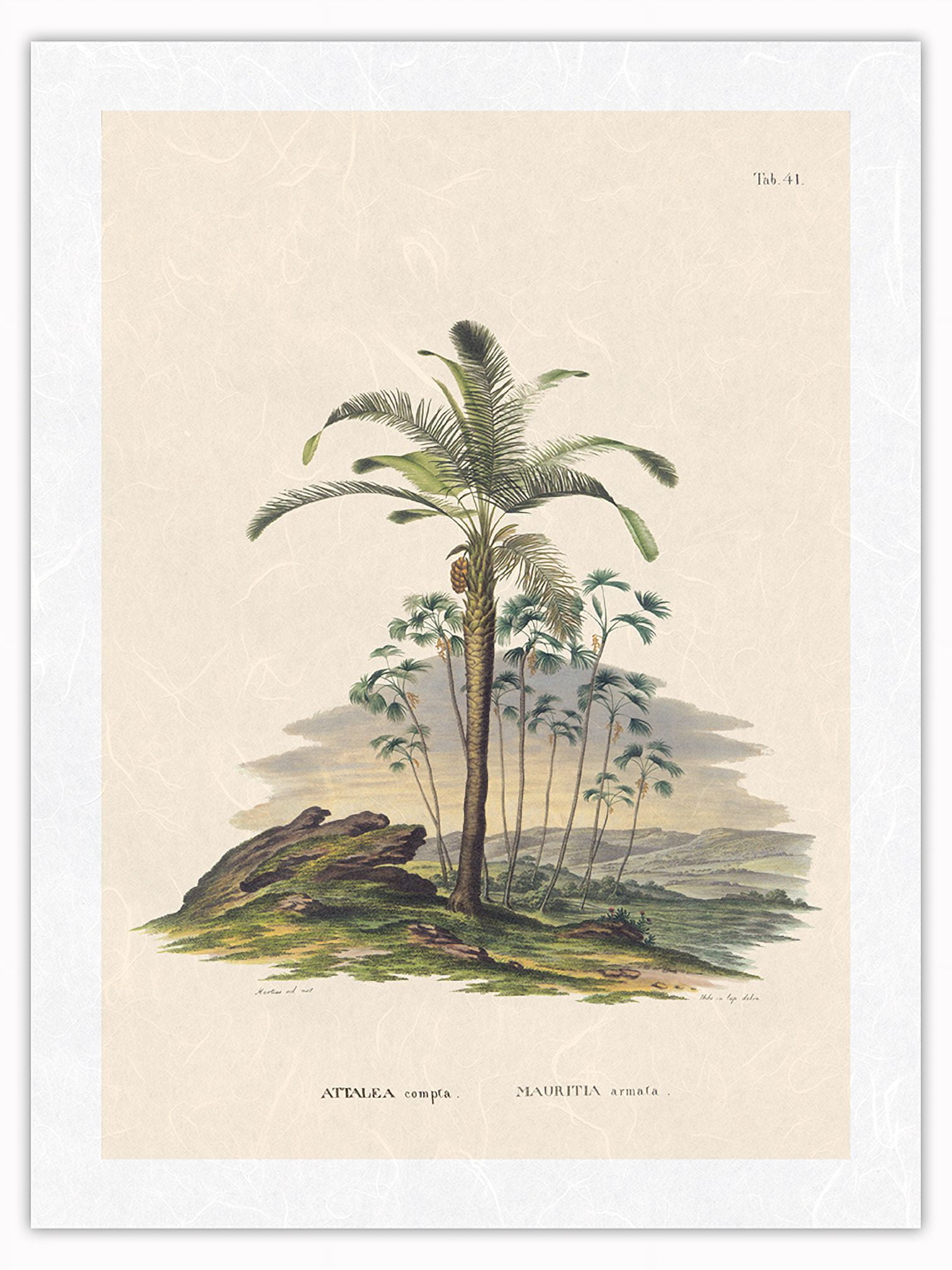 Attalea Compta and Prickly Ita (Mauritia Armata) Palm Trees - Vintage ...