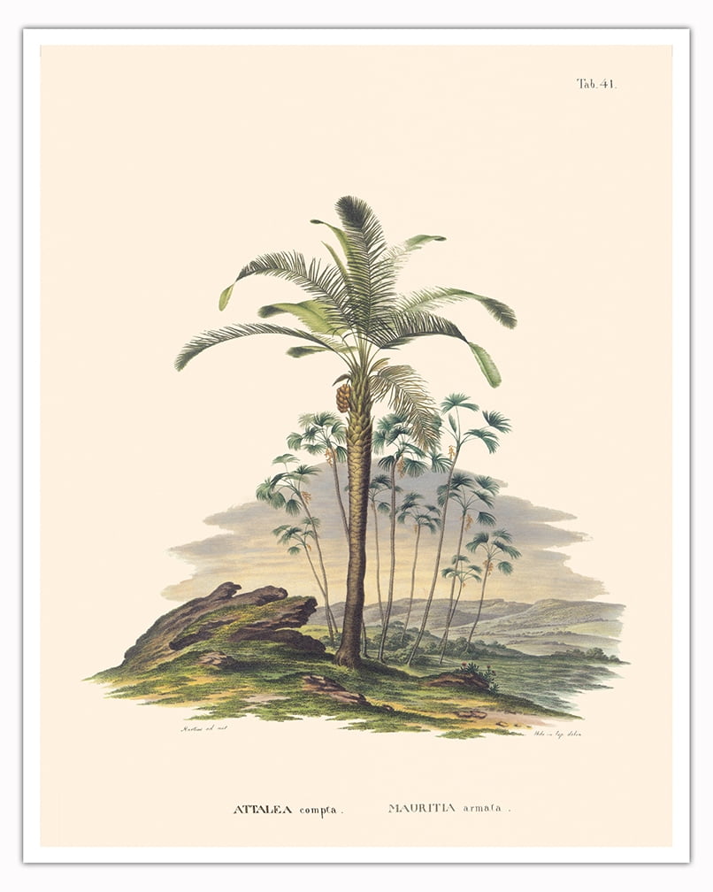 Attalea Compta and Prickly Ita Palm Tree (Mauritia Armata) Palm Trees ...
