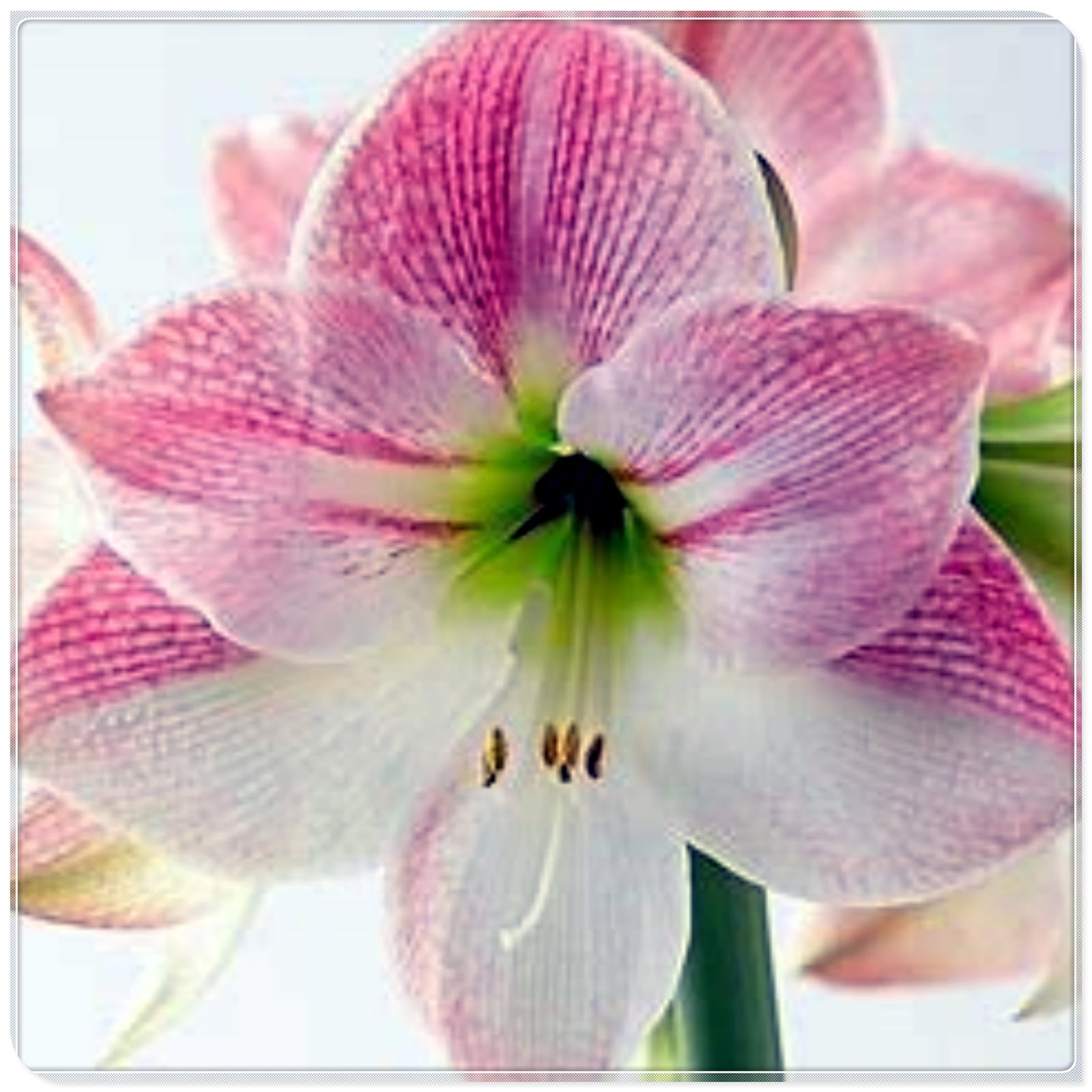 Attractive Amaryllis Bulbs Planting,Garden Ornamental, Perennial Herbs ...