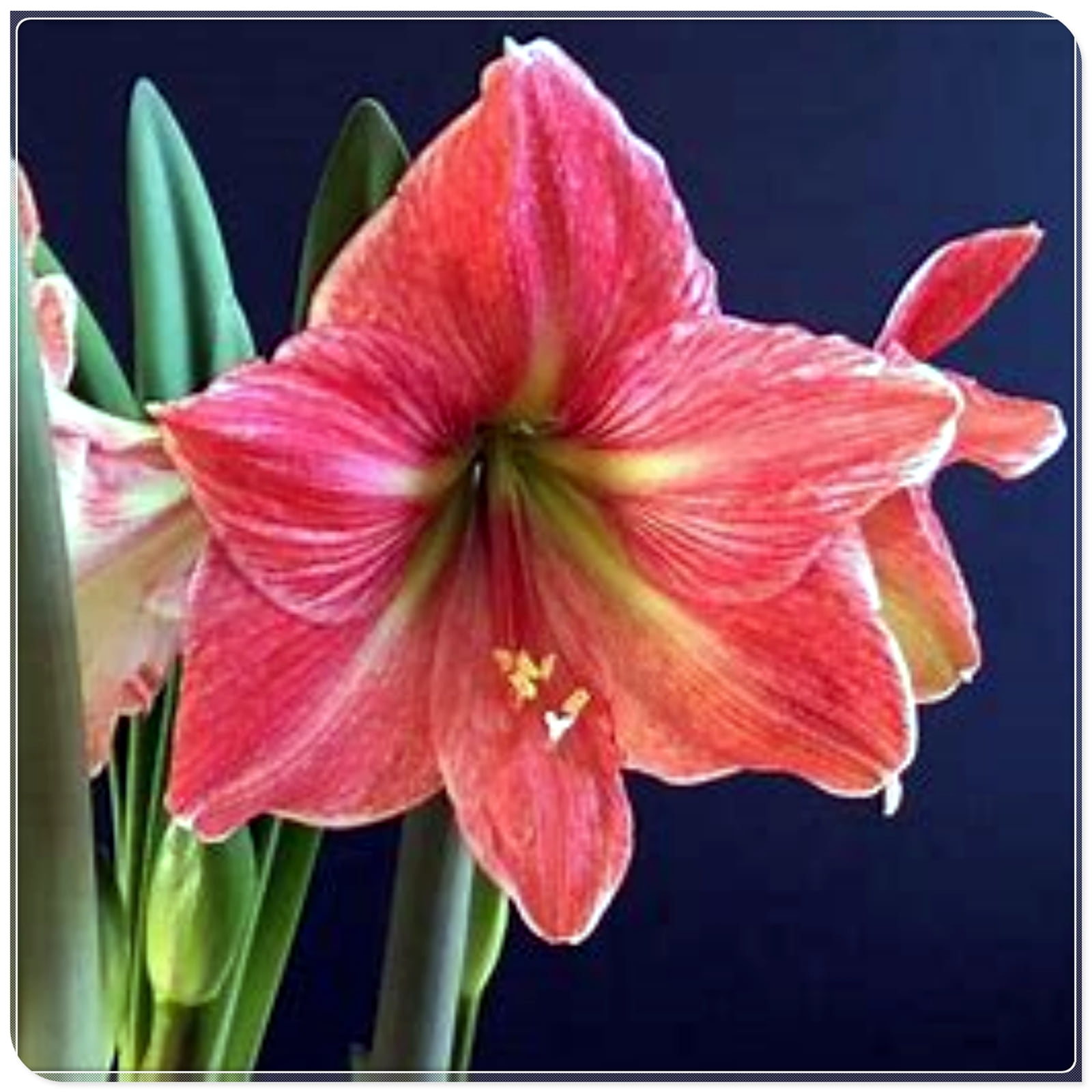Attractive Amaryllis Bulbs Planting,Garden Ornamental, Perennial Herbs ...