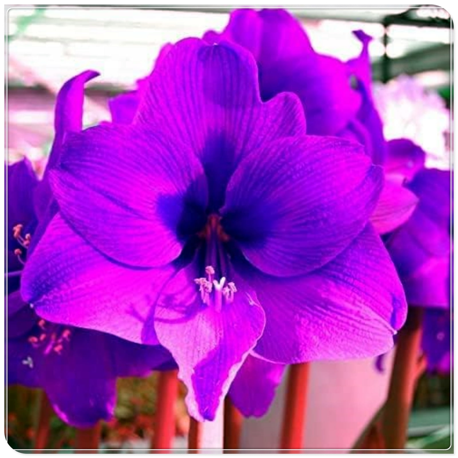 Attractive Amaryllis Bulbs Planting,Garden Ornamental, Perennial Herbs ...