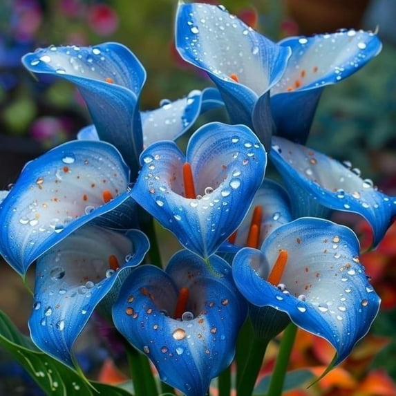 Attractive Calla Lily Planting Bulbs,Ornamental,Perennial Herbs,Garden ...