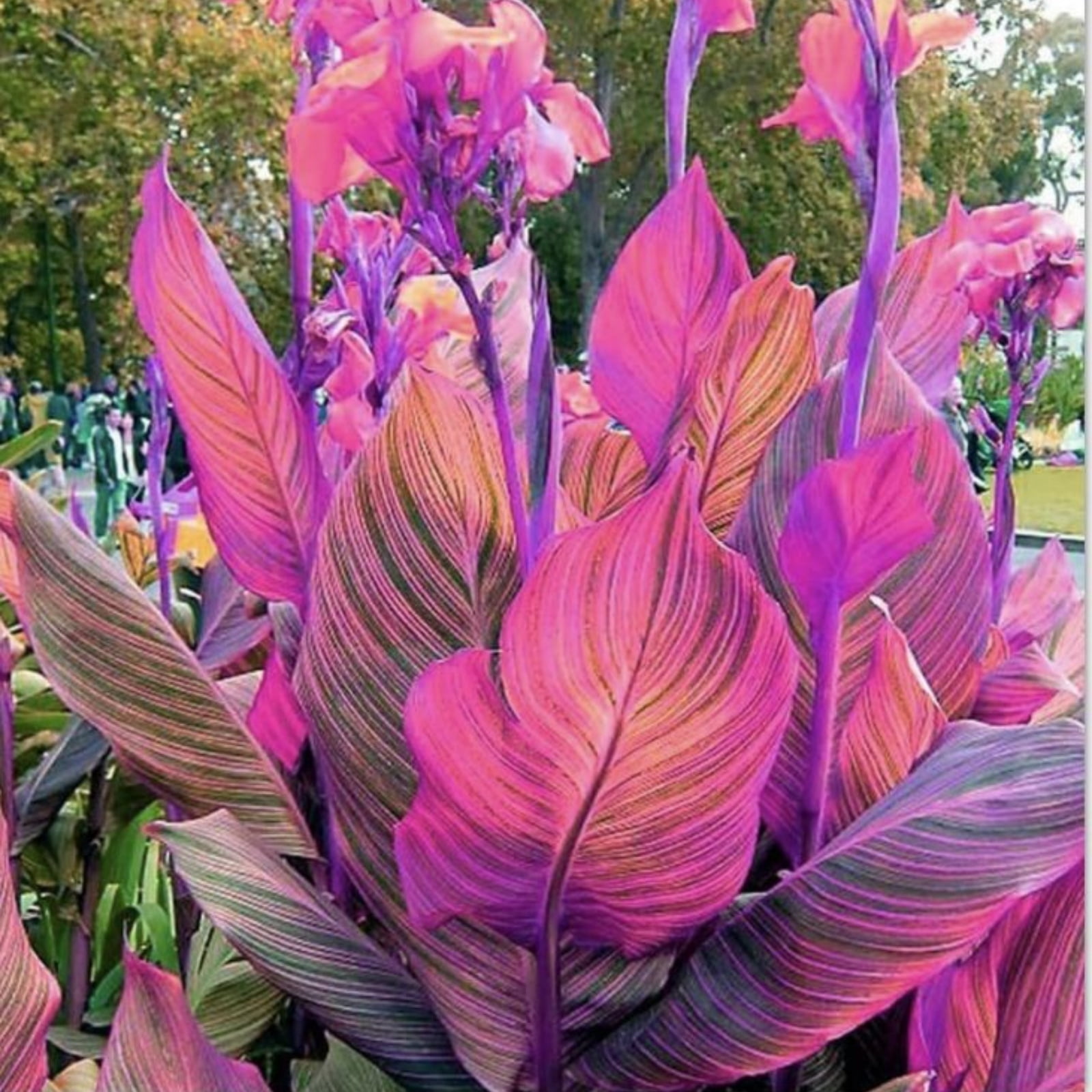 Attractive Canna Lily Planting Bulbs,Ornamental,Perennial Herbs,Garden ...
