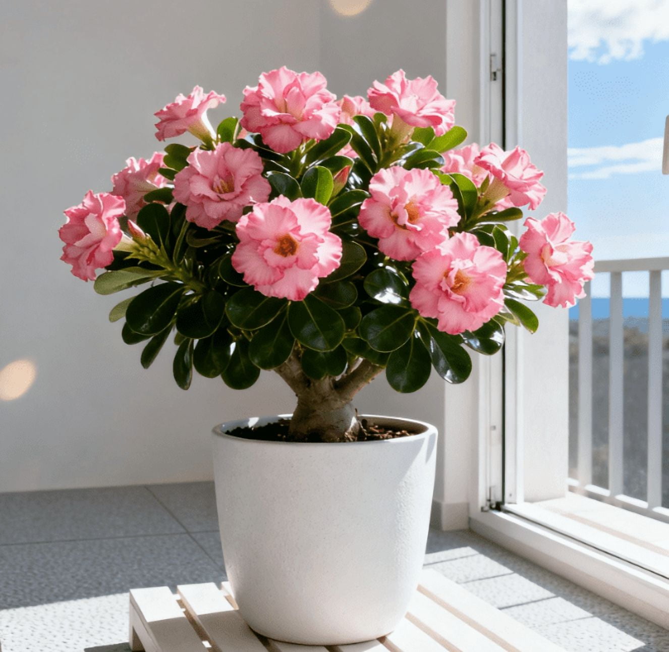 Attractive Desert Rose Planting Bulbs,Perennial Herbs,Ornamental,Home ...