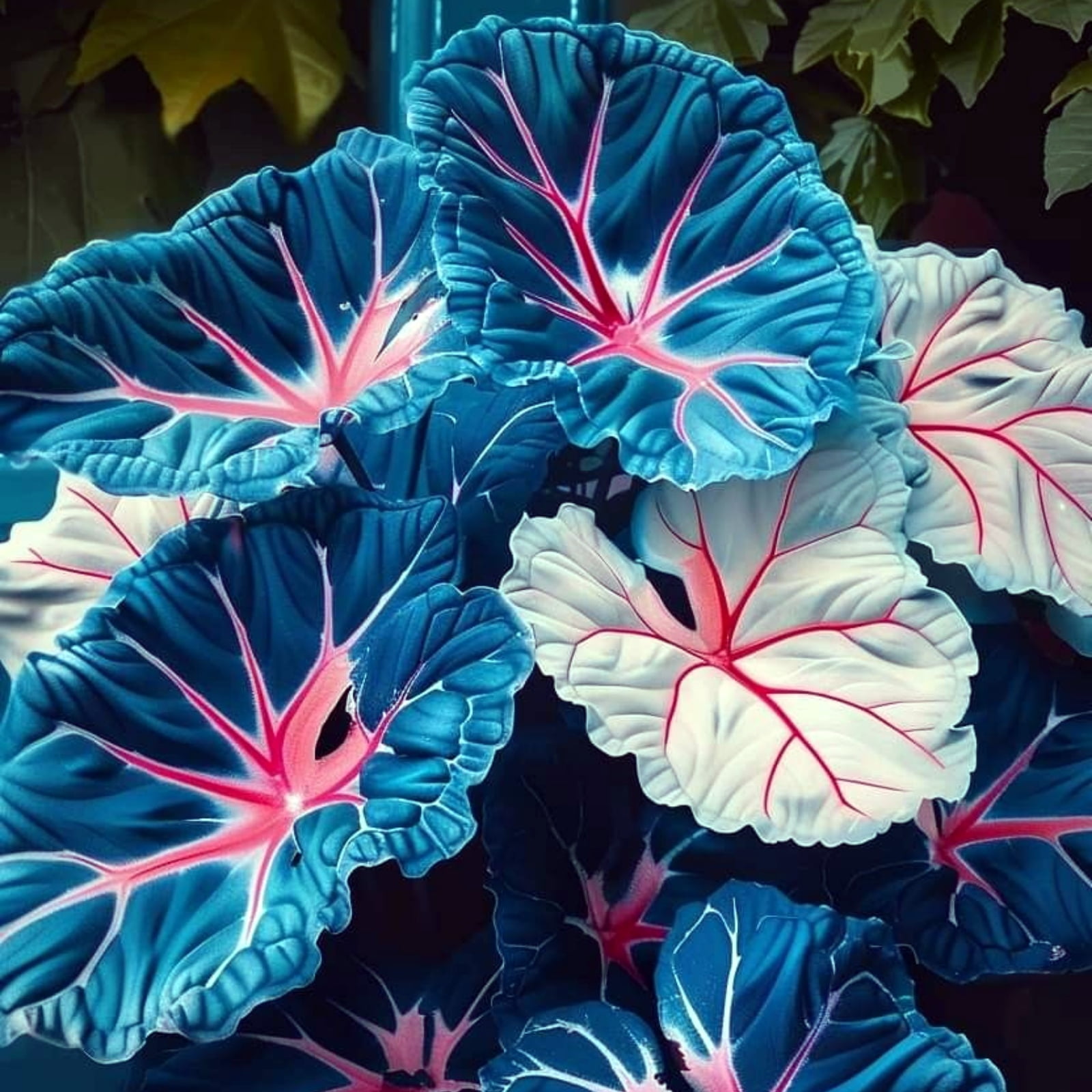 Attractive Elephant Ear for Planter Exquisite Ornamental Blooms Fast ...