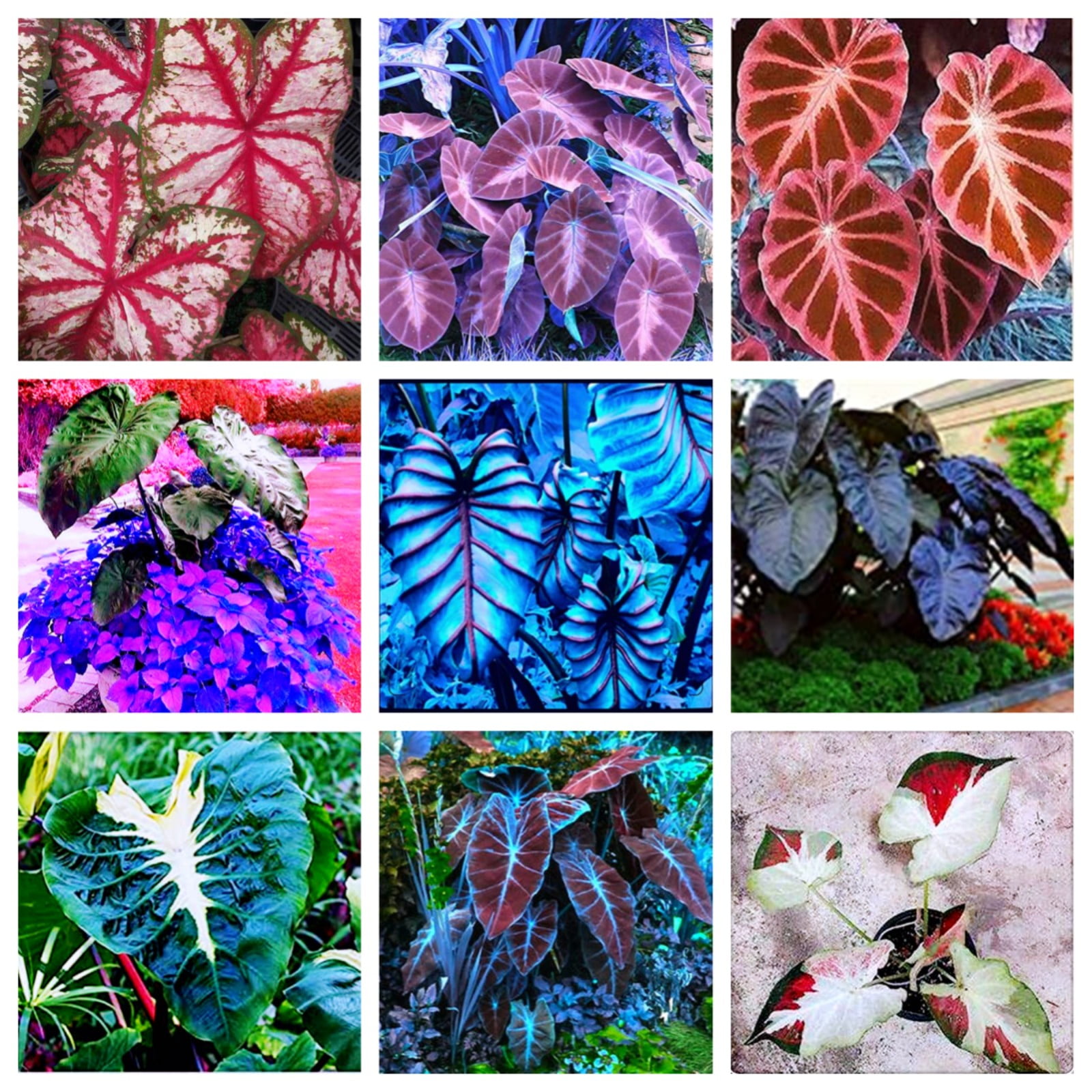 Attractive Elephant Ears Planting Bulbs,Garden,Perennial Herbs ...