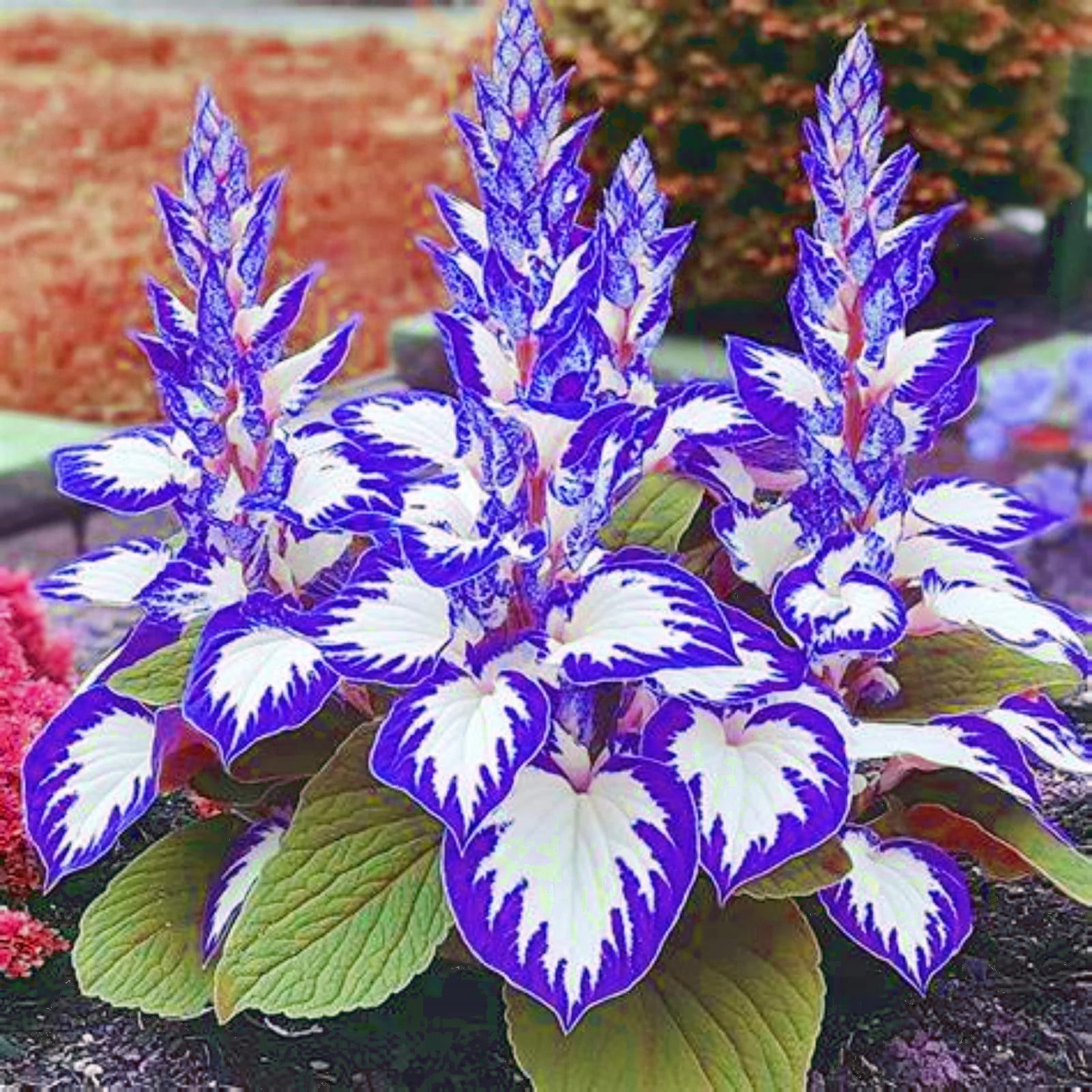Attractive Hosta Planting Bulbs,Perennial Herbs,Ornamental,Garden ...