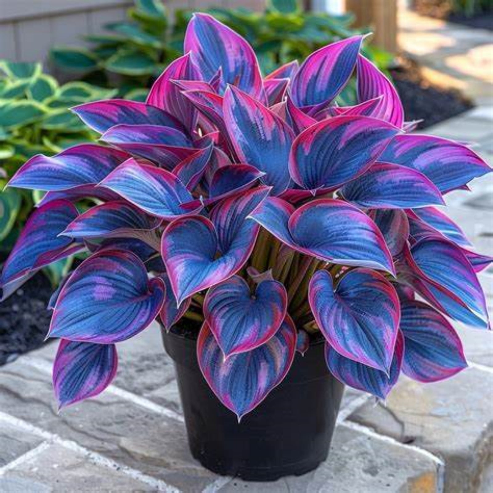 Attractive Hosta Planting Bulbs,Perennial Herbs,Ornamental,Garden ...