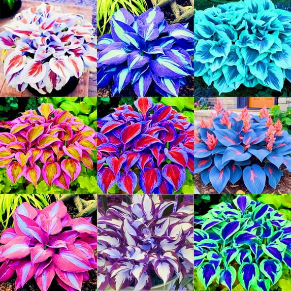 Attractive Hosta Planting Bulbs,Perennial Herbs,Ornamental,Garden ...