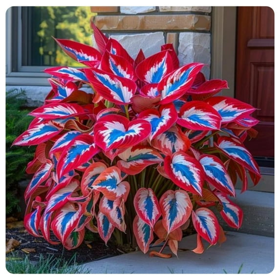 Attractive Hosta Planting Bulbs,Perennial Herbs,Ornamental,Peculiar ...