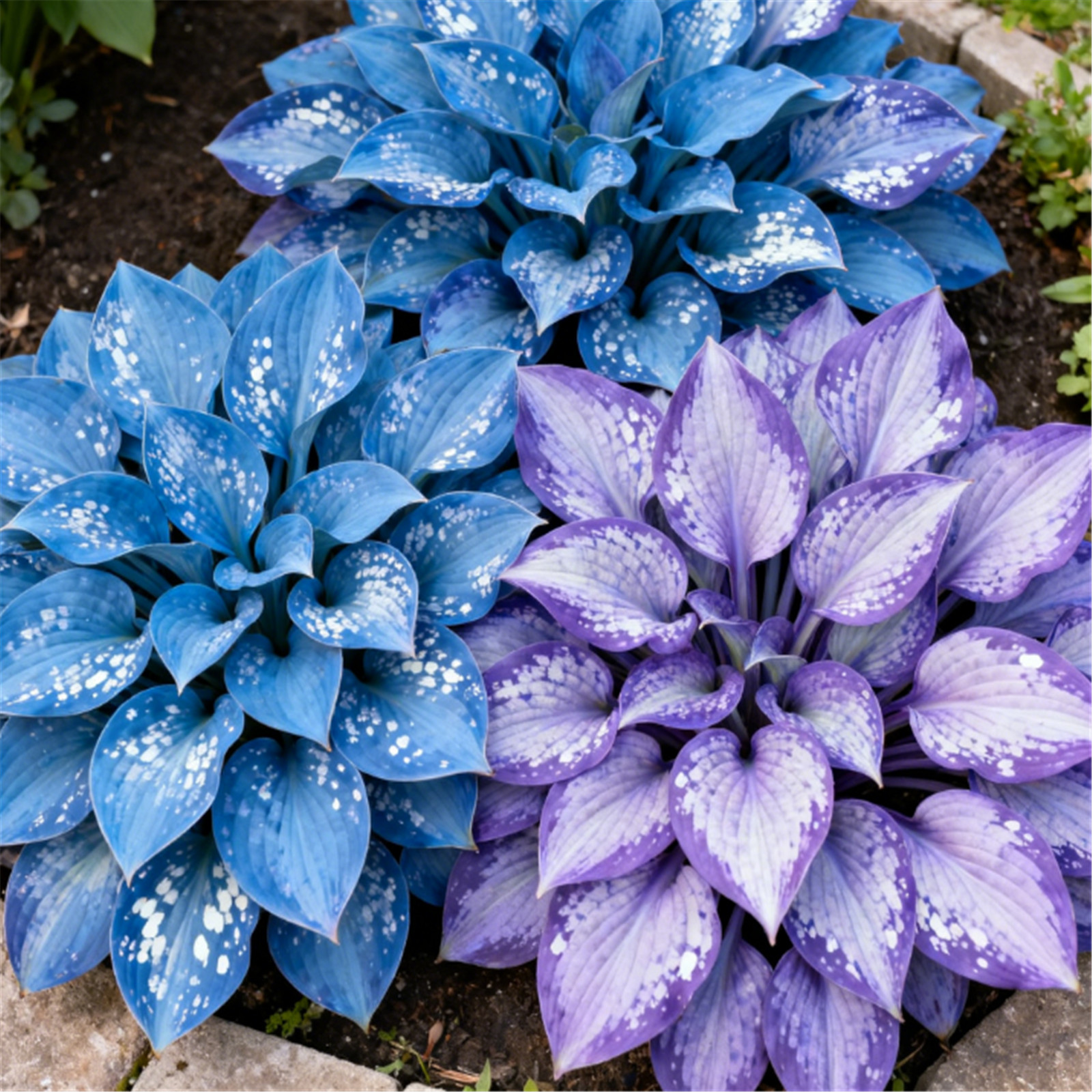 Attractive Hostas Planting Rhizome,Perennial Herbs,Ornamental,Garden ...