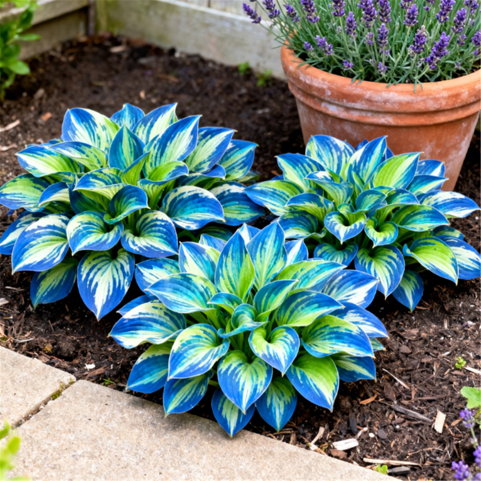 Attractive Hostas Planting Rhizomes,Perennial Herbs,Ornamental,Garden ...