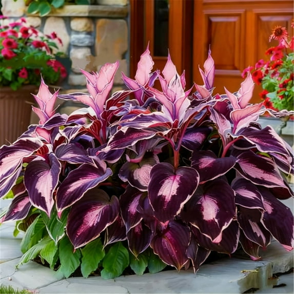 Attractive Hostas Planting Rhizomes,Perennial Herbs,Ornamental,Peculiar ...