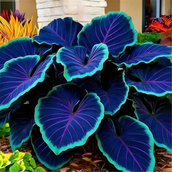 Attractive Hostas Planting Rhizomes,Perennial Herbs,Ornamental,Peculiar ...