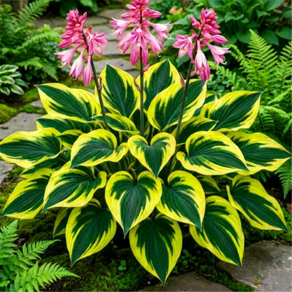 Attractive Hostas Planting Rhizomes,Perennial Herbs,Ornamental,Peculiar ...