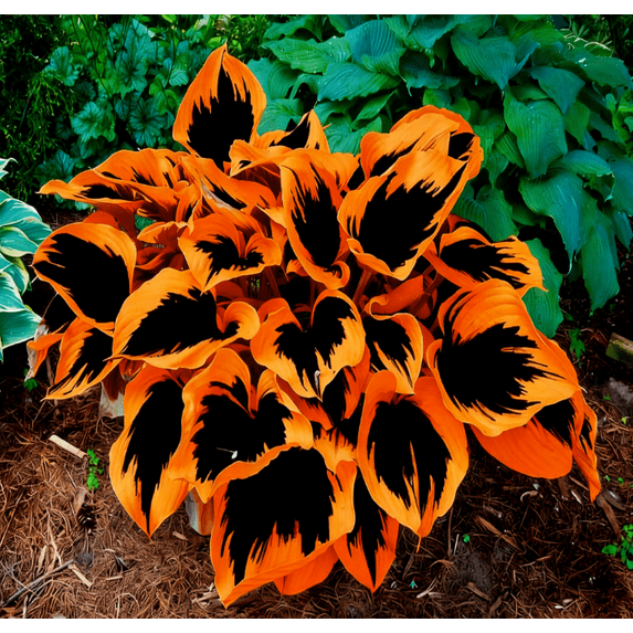 Attractive Hostas Planting Roots,Perennial Herbs,Ornamental,Home ...