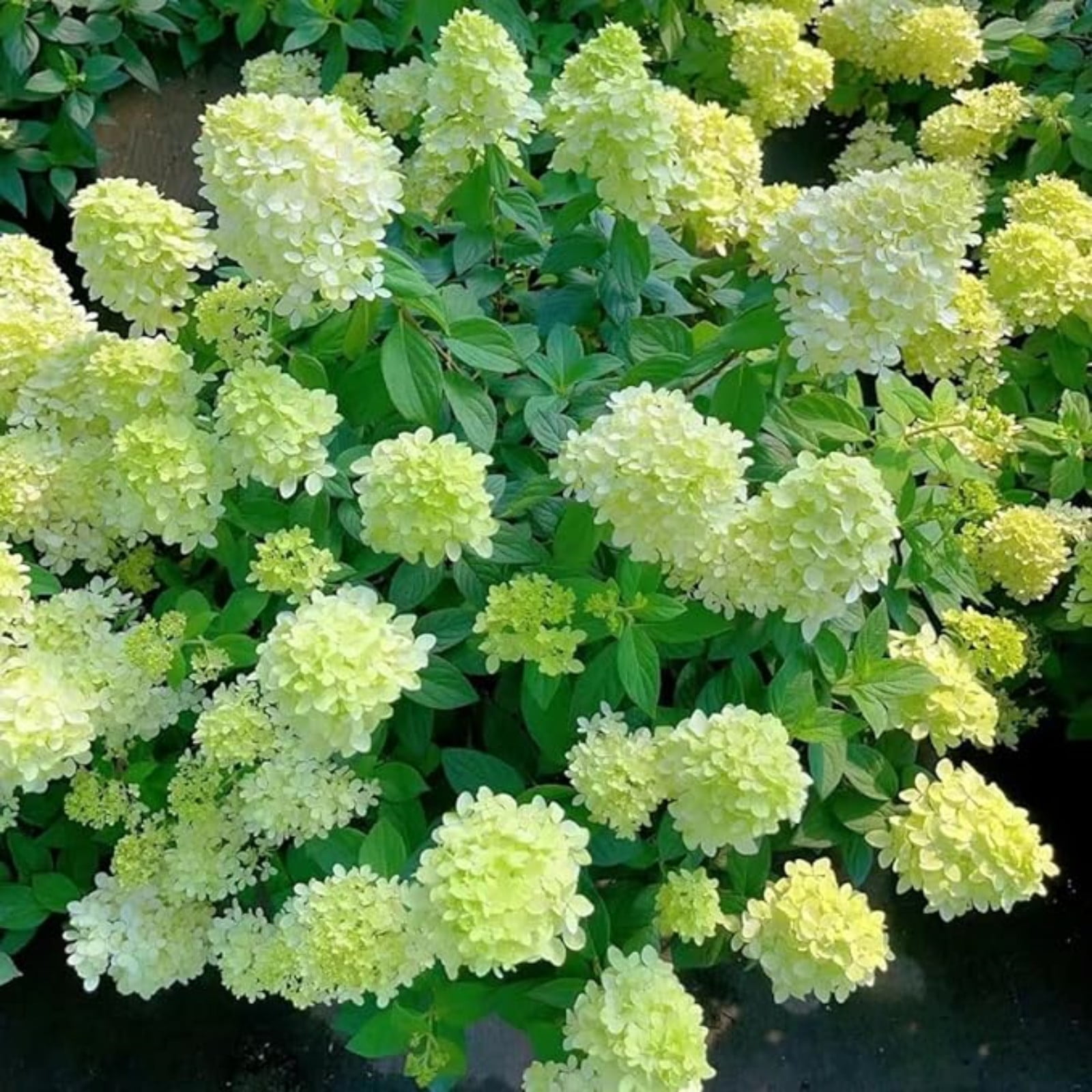 Attractive Hydrangea Planting Bulbs,Ornamental,Garden,Perennial Herbs ...