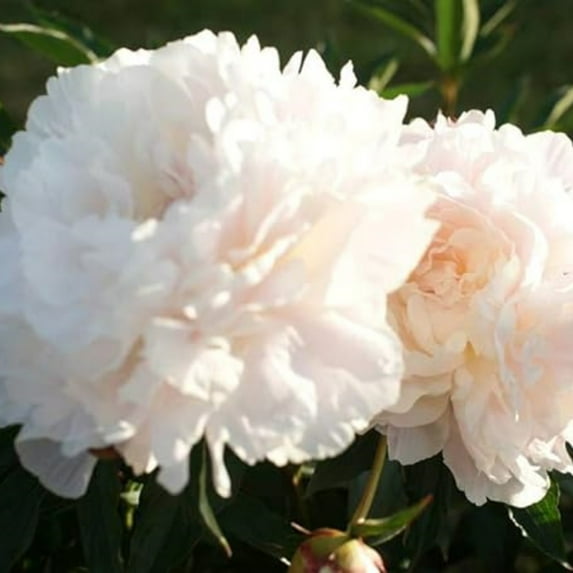 Attractive Peony Bulbs Planting,Ornamental,Garden,Experience,Perennial ...