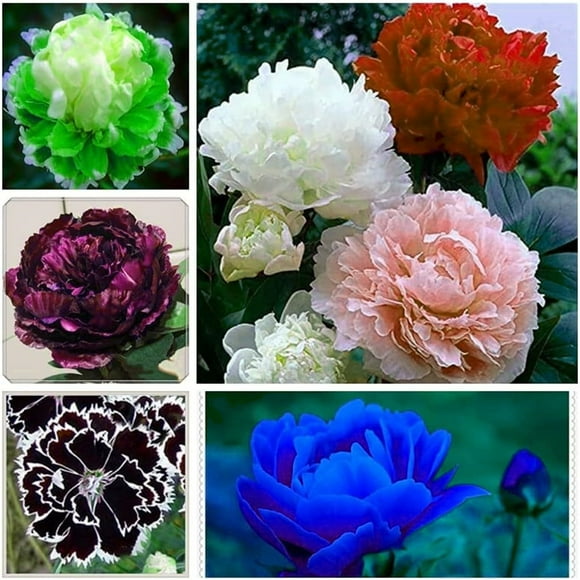Peony Bulbs in Plant Bulbs - Walmart.com