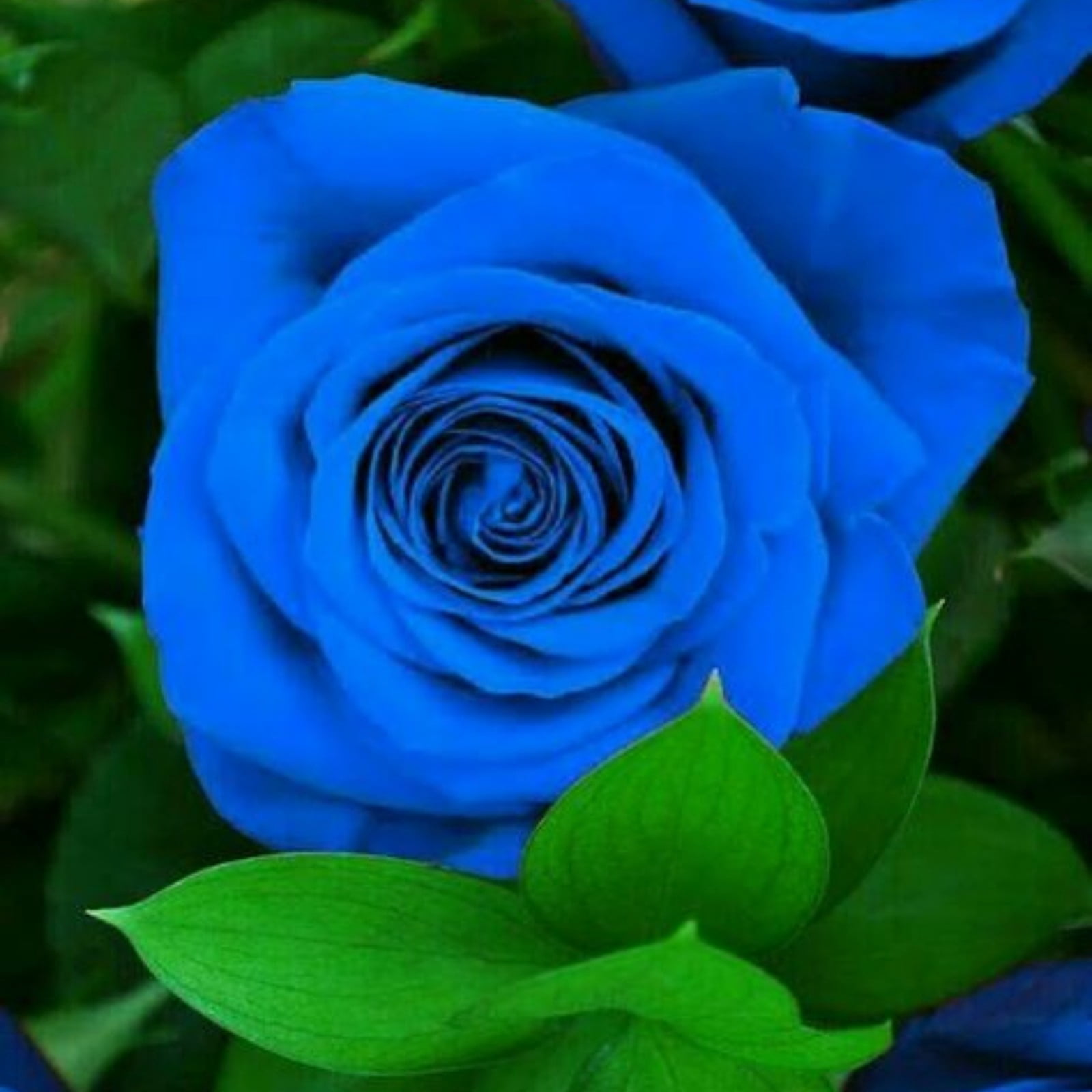 Attractive Rose- Roses Grow Fast-Rose Low Maintenance -Fragrance Rose ...