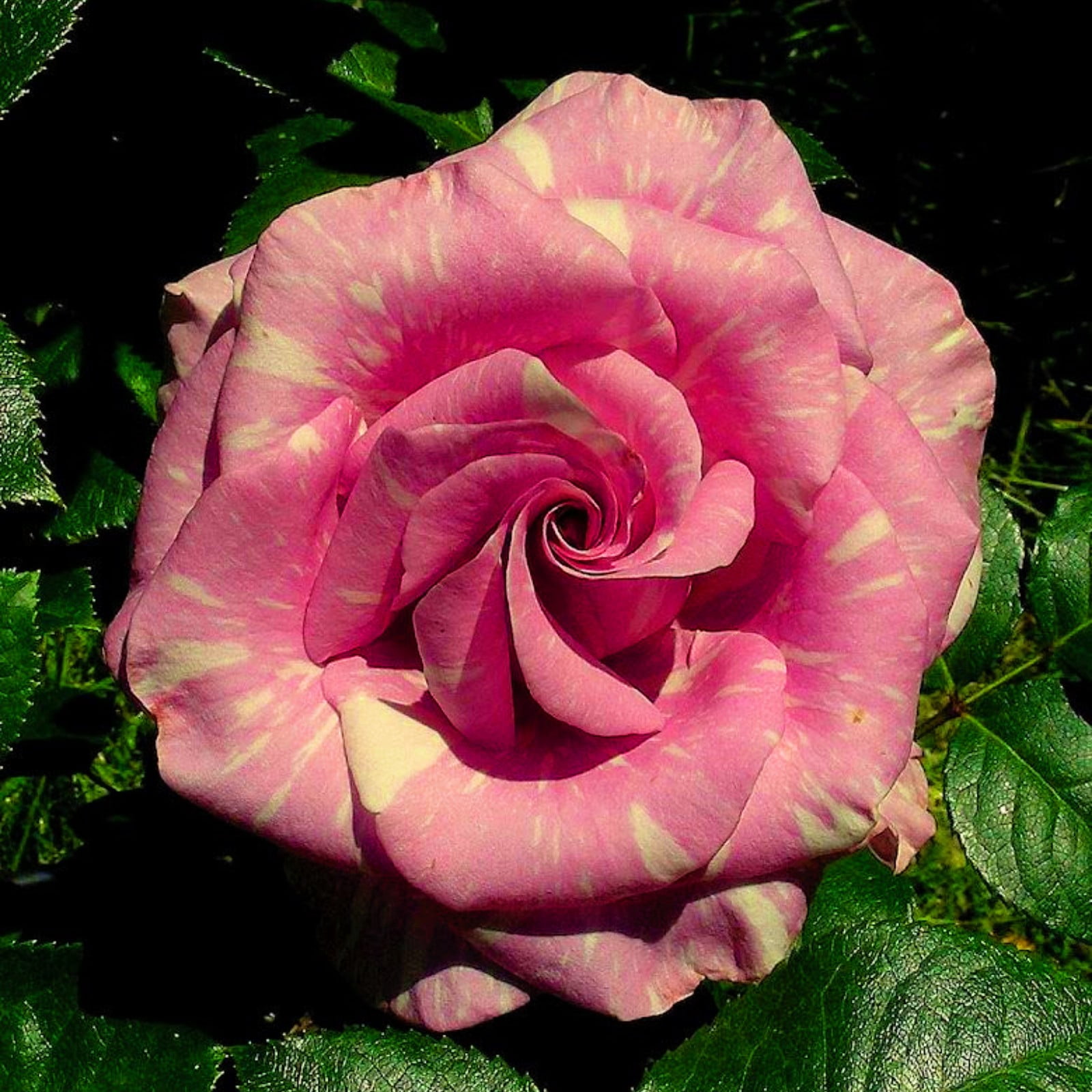 Attractive Rose- Roses Grow Fast-Rose Low Maintenance -Fragrance Rose ...