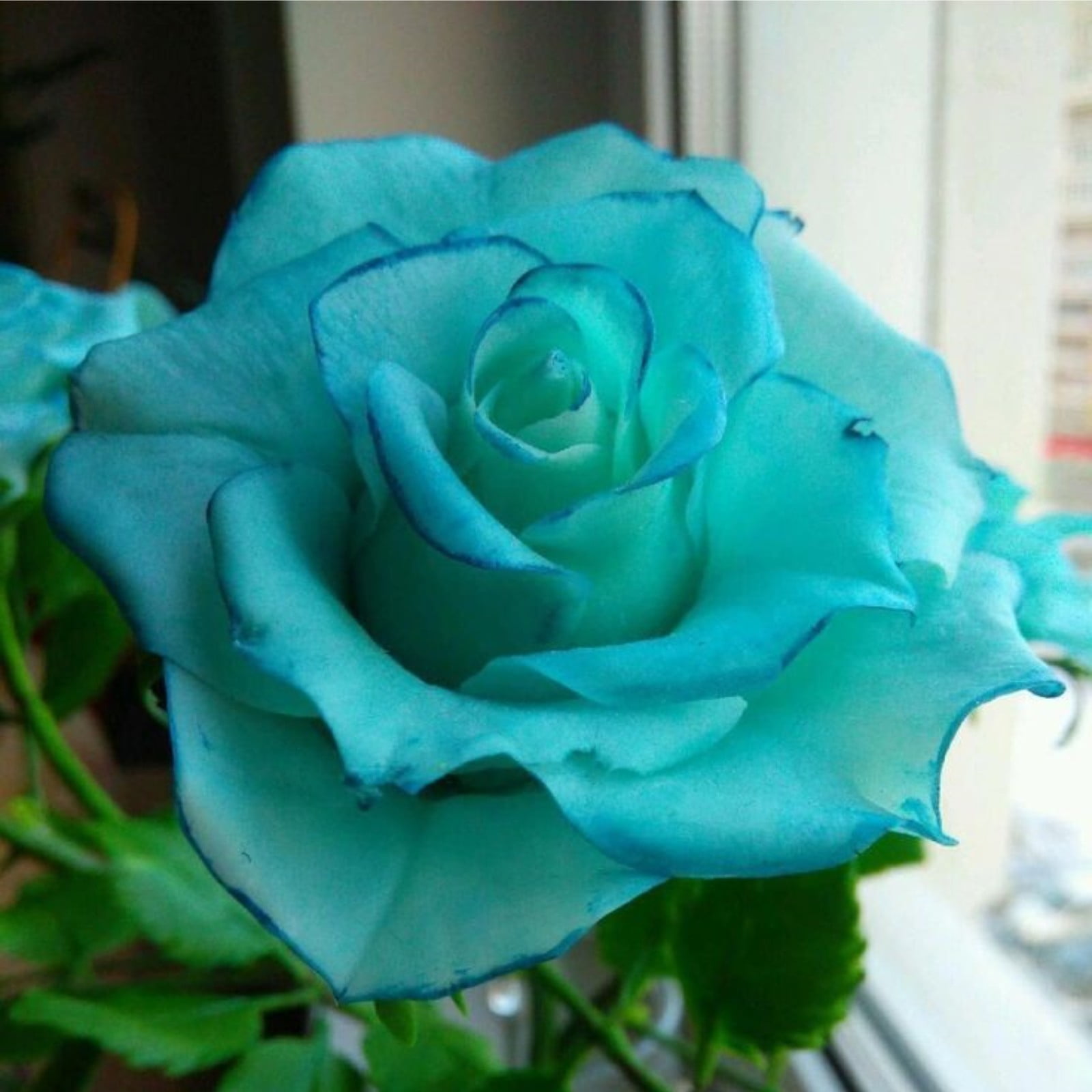 Attractive Rose- Roses Grow Fast-Rose Low Maintenance -Fragrance Rose ...