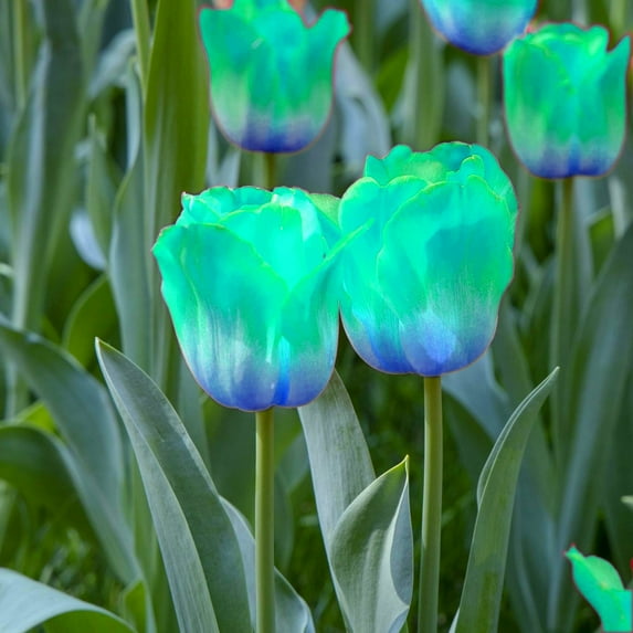 Attractive Tulip Planting Bulbs,Ornamental,Perennial Herbs,Garden,Home ...