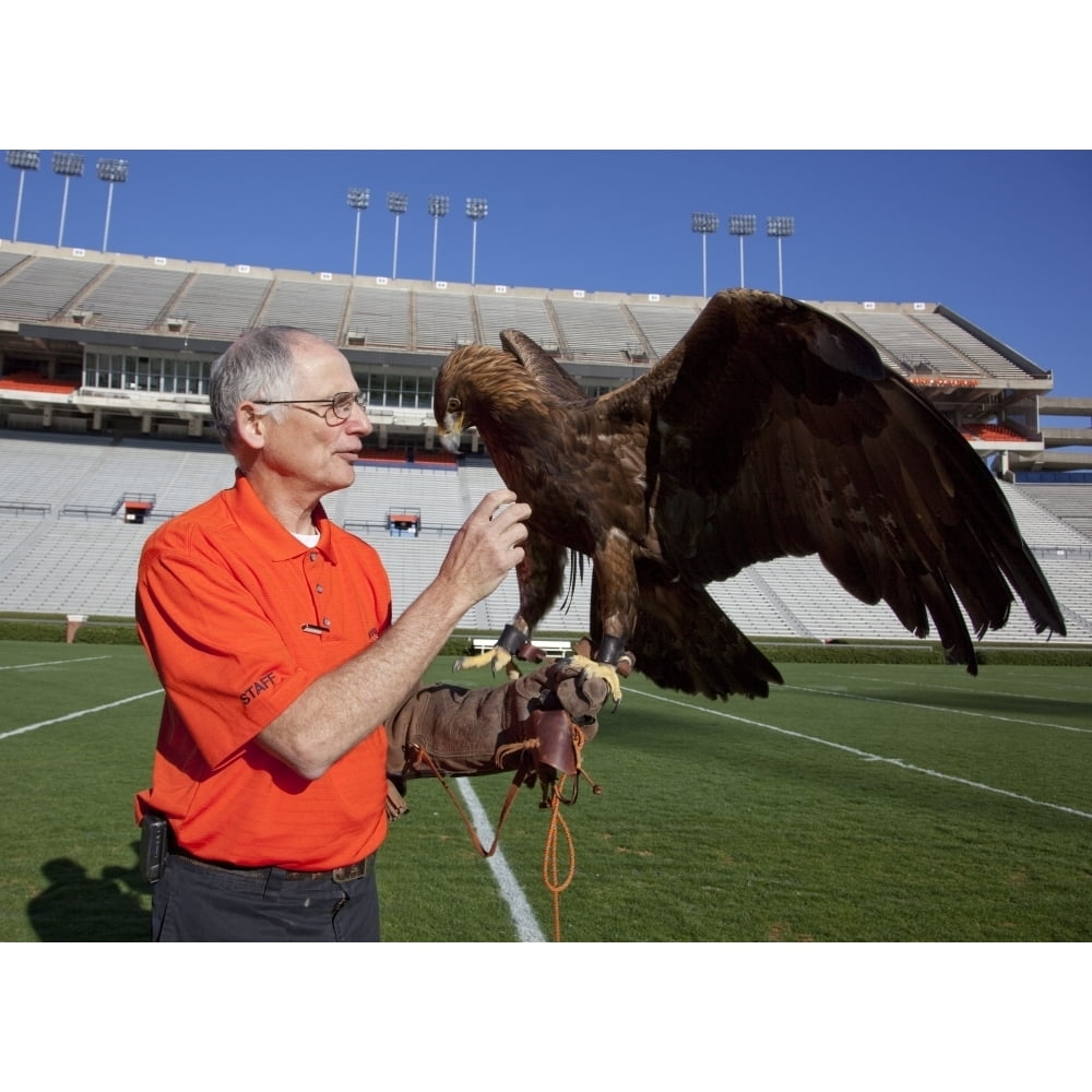 Auburn mascot Bald Eagle Poster Print (18 x 24) - Walmart.com
