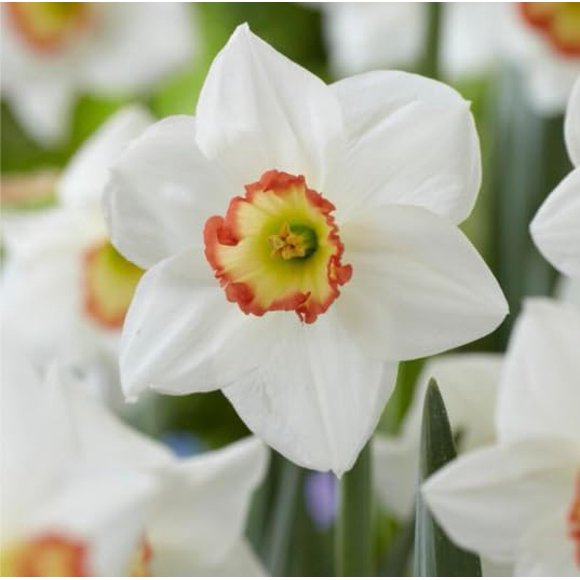 Daffodil Bulbs in Plant Bulbs - Walmart.com