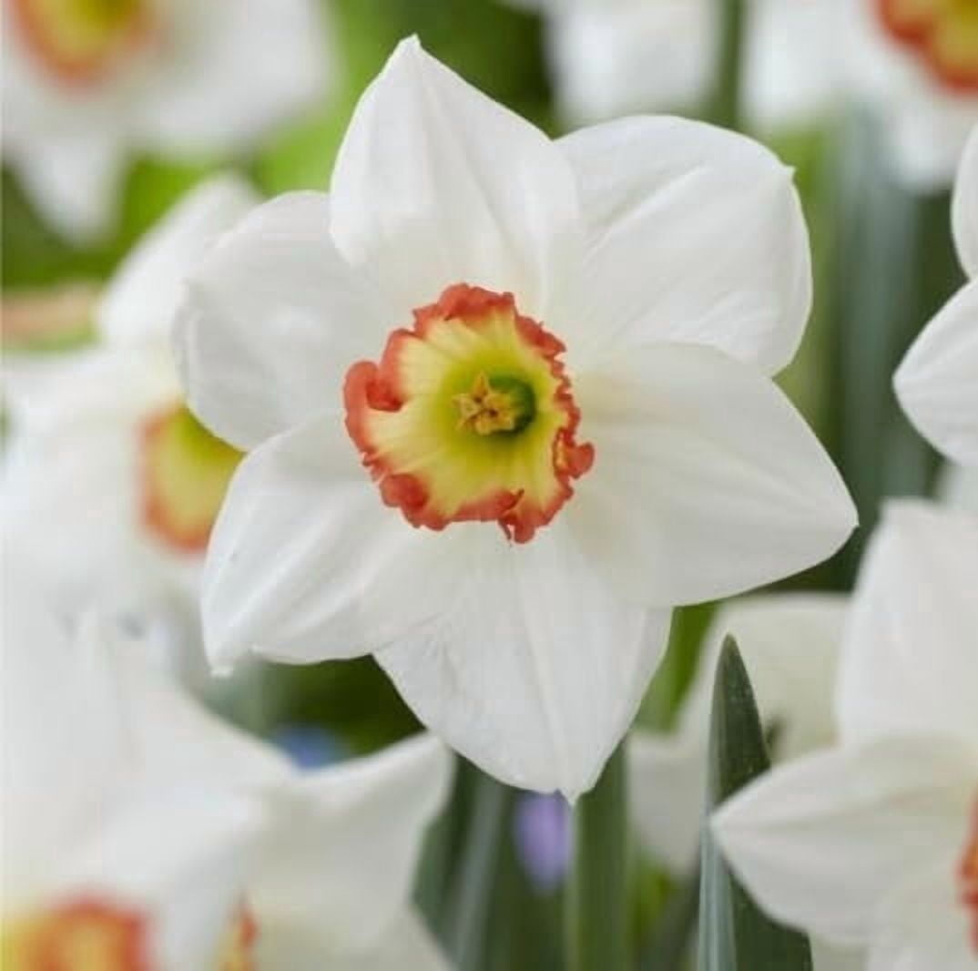 Audobon Large Cupped Daffodil Bulbs for Planting Large White Blooms ...