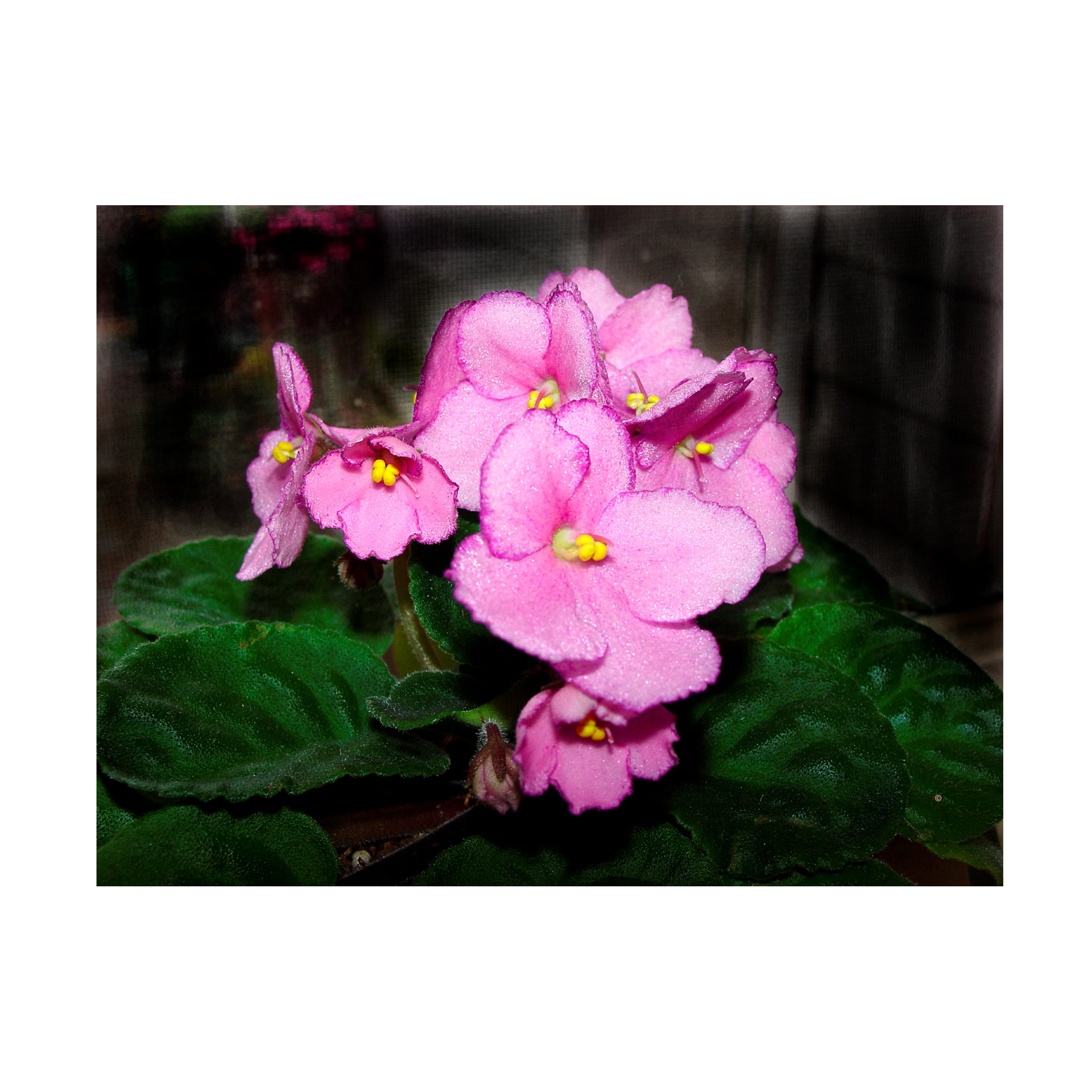 Audrey 'African Violets' Canvas Art - Walmart.com