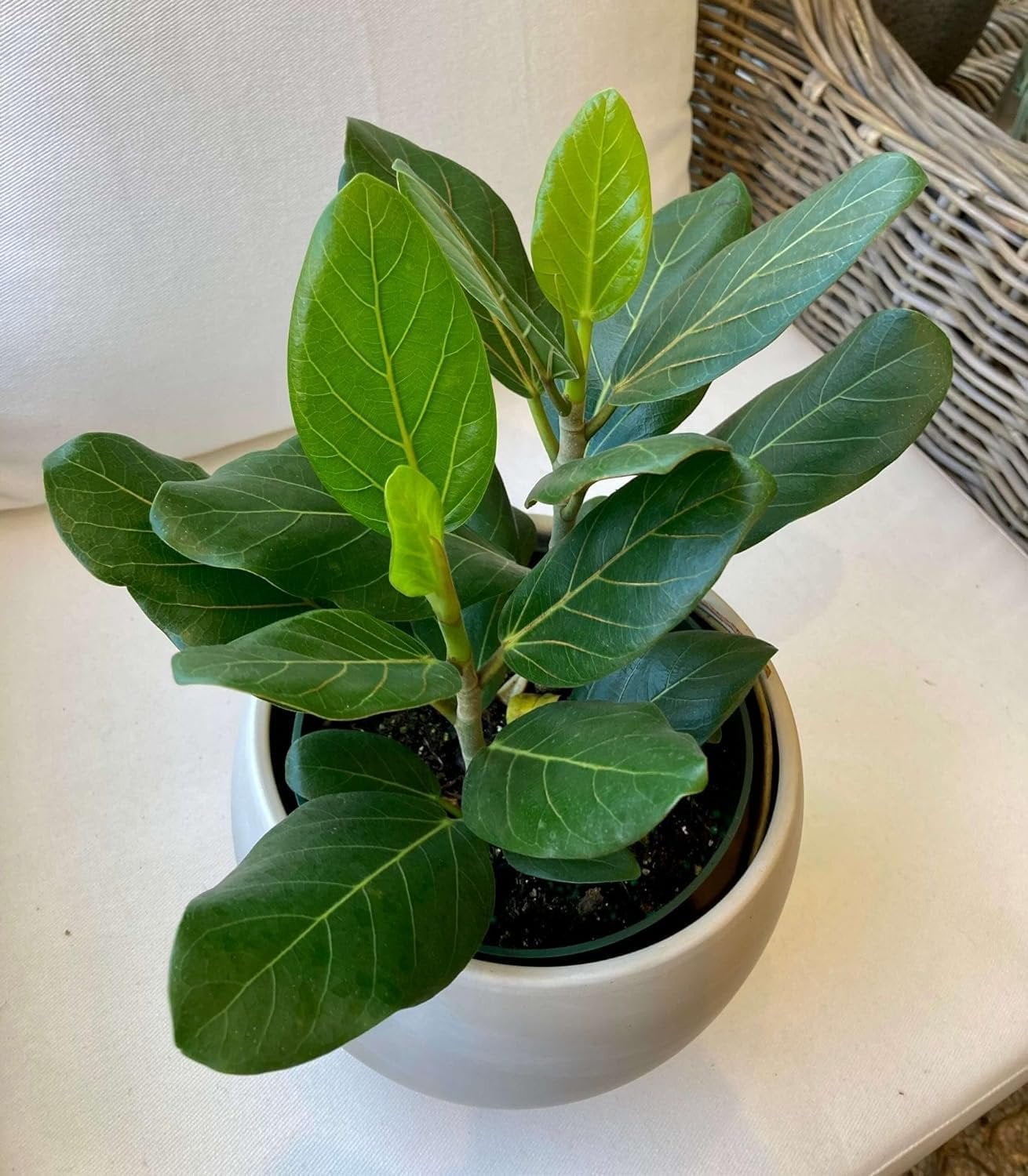 Audrey Ficus Tree - 4 Live Starter Plants in 2 Inch Pots - Ficus ...
